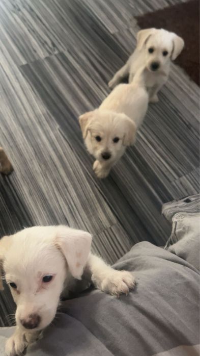 DONEZ catei bichon Pitesti • OLX.ro