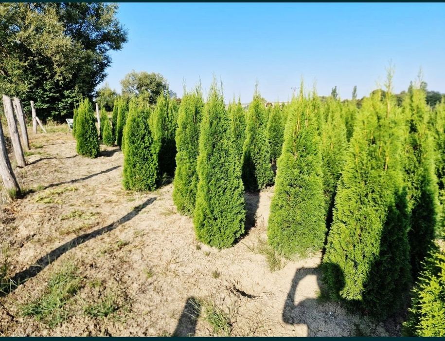 Tuia la cel mai mic preț din România Targoviste • OLX.ro