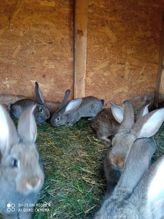 Vând iepuri din rasa uriaș german gri cu vârsta de 8 săptămâni Satulung • OLX.ro