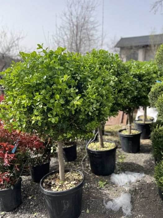 Evounimous photinia maslin bonsai leylandi Craiova • OLX.ro