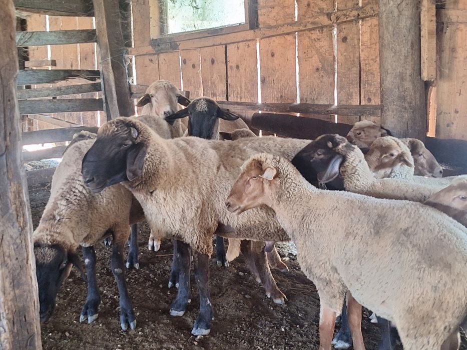 Berbeci de vanzare Focsani • OLX.ro