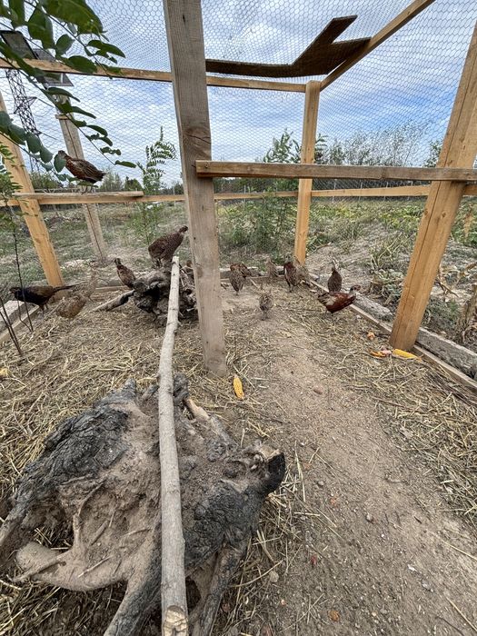 Fazan comun + 2 femele Targu Carbunesti • OLX.ro