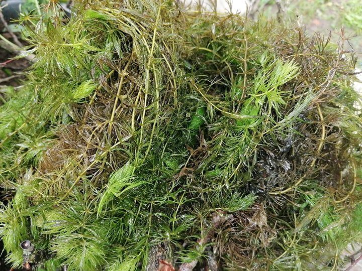 Planta iaz lac acvariu ,melci ,nuferi Ceratophyllum demersum (Coșor ...