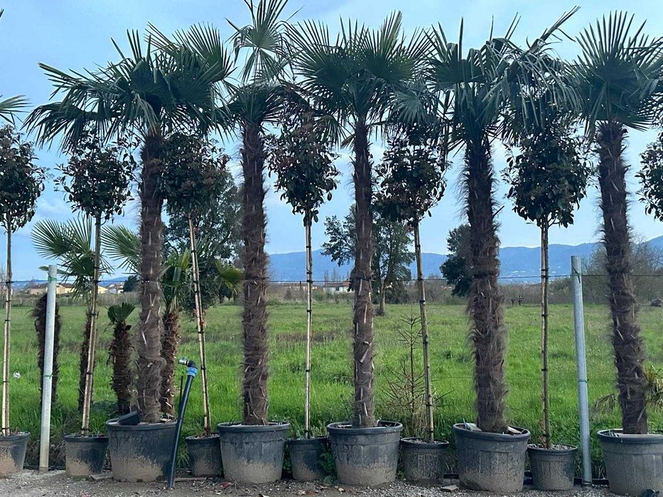 Trachycarpus – Palmierul care aduce un strop de tropice în grădina ta ...