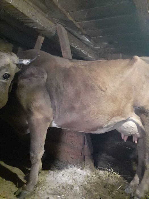 capre de vanzare ' Anunturi ' OLX.ro