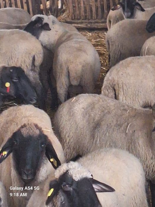 Vând oi carabase tinere Ovidiu • OLX.ro