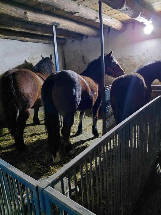 Manza de vanzare Covasna • OLX.ro