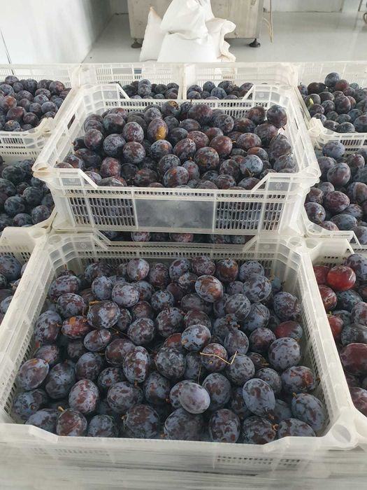 Prune proaspete din livada- direct de la producator! Buzau • OLX.ro