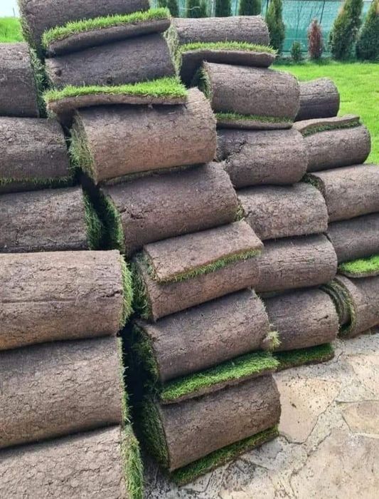 Gazon rulou piatra naturala tuia leylandii brazi palmieri catalpa etc ...