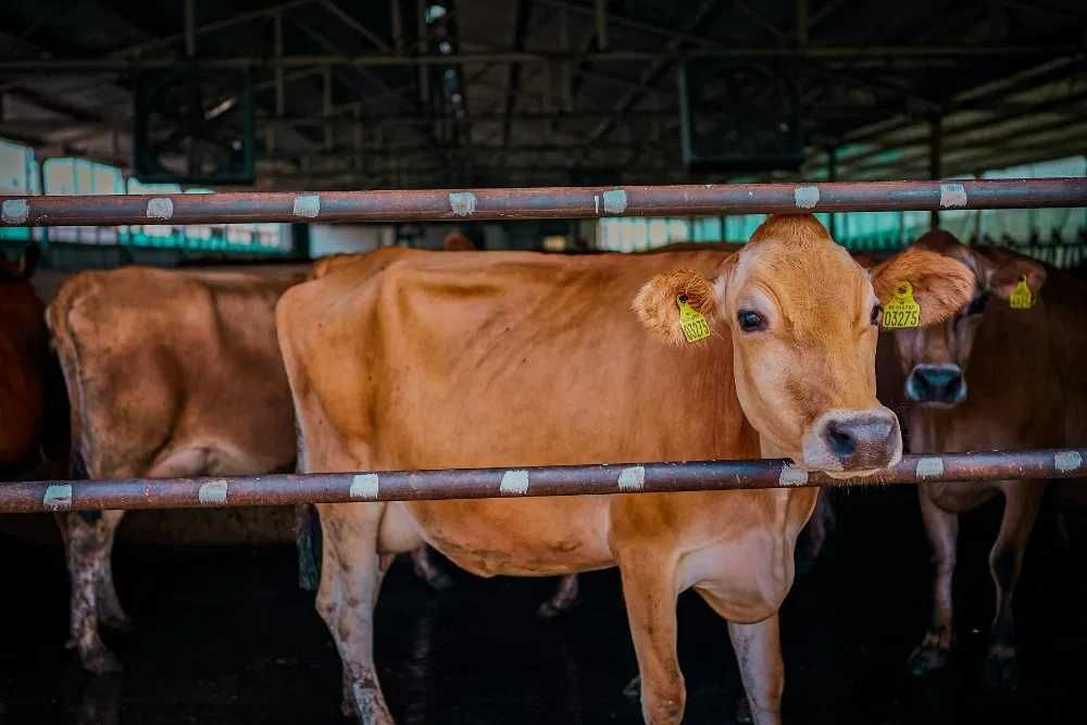 Fermă de Reproducție rasa JERSEY vinde juninci gestante Flamanzi • OLX.ro