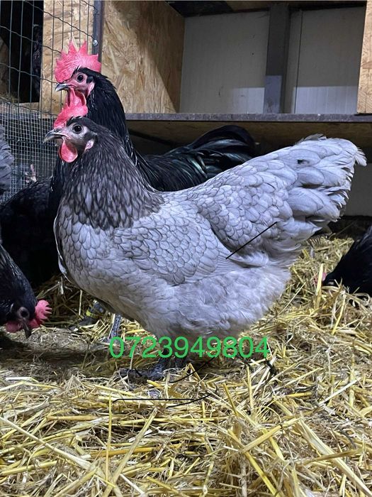 Pui gaini de rasa Australorp Sussex HD Brahma Araucana Marans Jersey ...