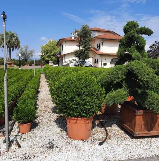 Tuia Smarald Tuia Sibiu • OLX.ro