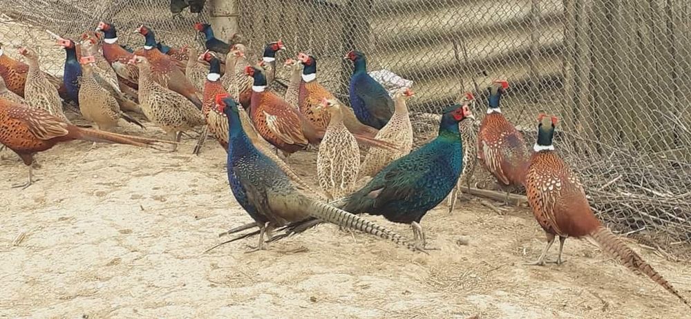 Fazani comun și tenebros 2022 Tariceni • OLX.ro