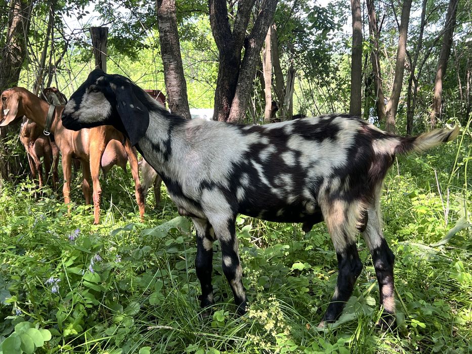 Tap anglonubian parinti cu pedigree capra Sambotin • OLX.ro