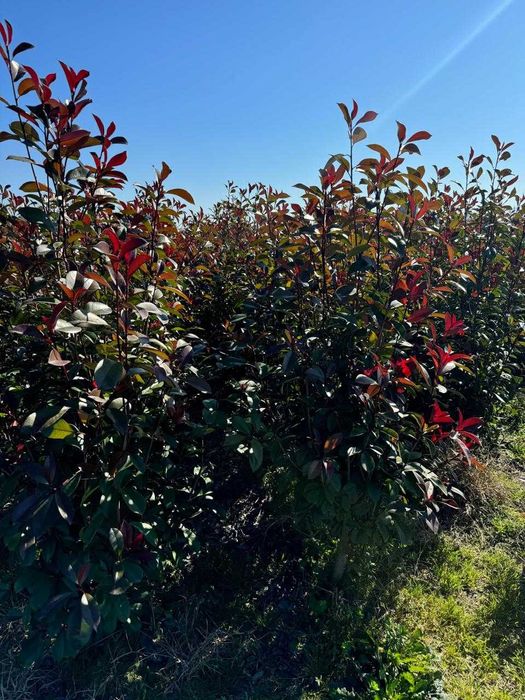 Photinia Red Robin – Creștere rapidă, frunziș spectaculos Otopeni • OLX.ro