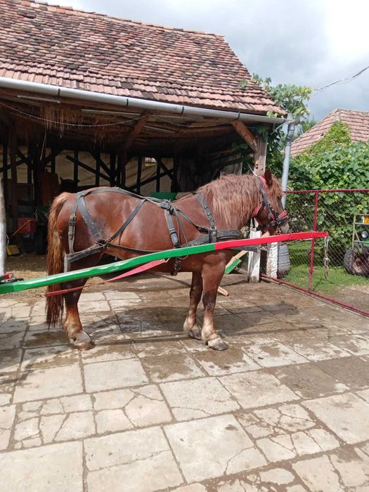 Iapă de 5 ani de vânzare cu ham si platformă Dumbraveni • OLX.ro