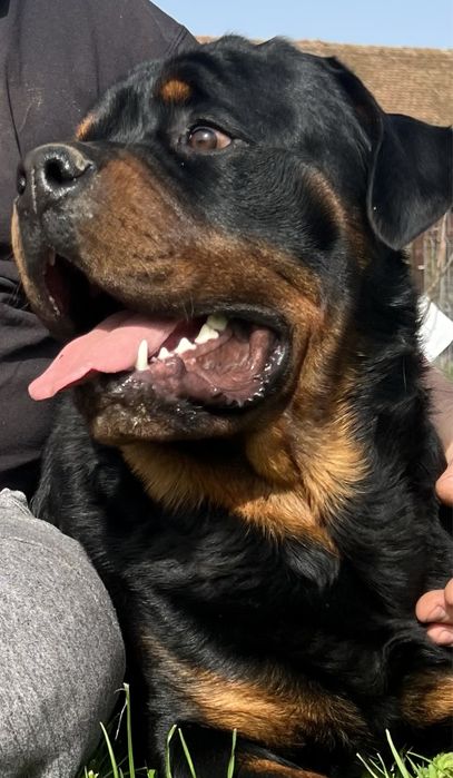 Mascul Rottweiler cu Pedigree Cristian • OLX.ro
