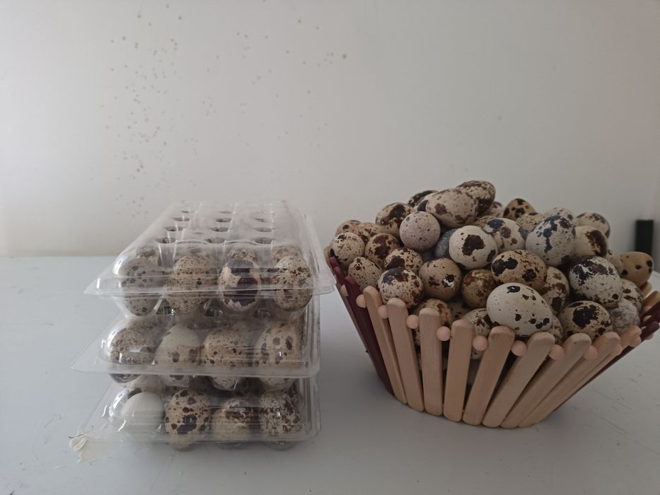 Vând oua de prepeliță de incubat și consum Dumbrava • OLX.ro