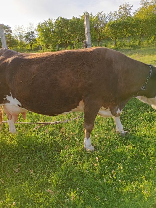 Vacă de lapte de vânzare Crainimat • OLX.ro