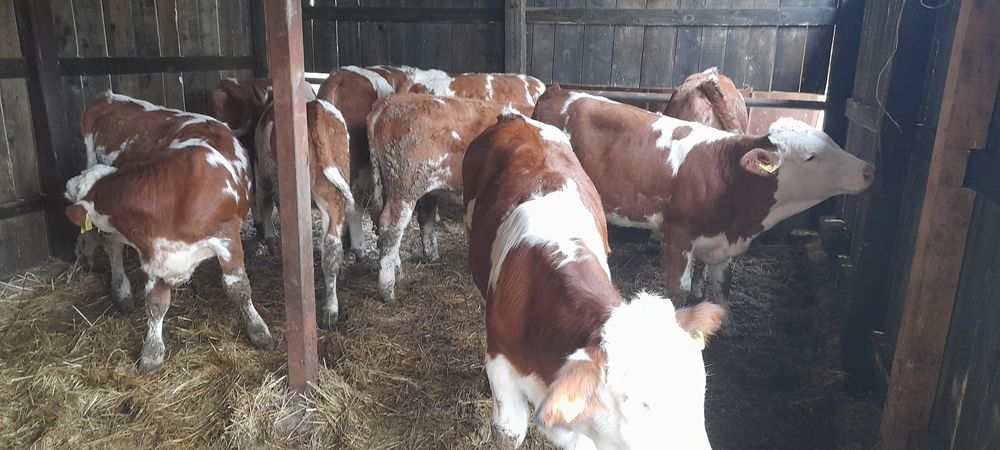 Vând 9 vitele încărcate care provin din mame bune de lapte Sarmasel ...