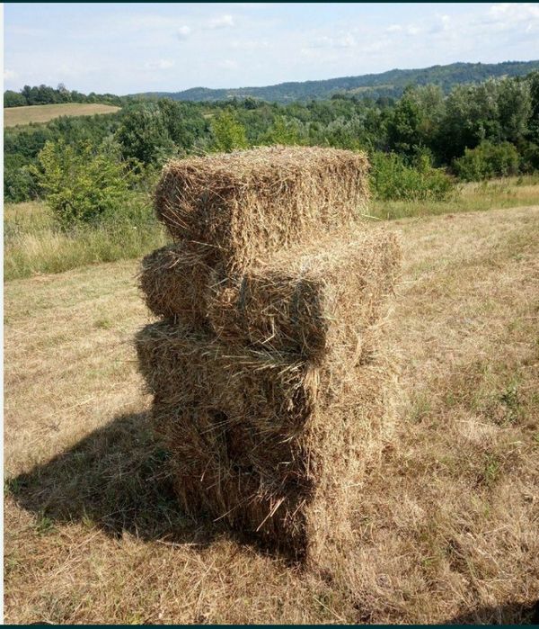 Vând baloti de lucerna Maruntisu • OLX.ro