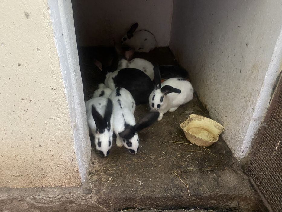 Vand iepuri de rasa, fluture german de4 luni, femele si masculi. Bacau • OLX.ro