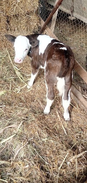 Vînd Vițeauă ... Ohaba-Forgaci • OLX.ro