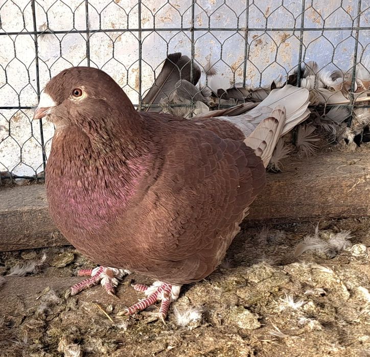 Porumbei standard romanesc Ramnicu Sarat • OLX.ro