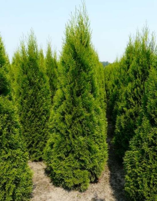 Tuia 1.8 - 2m / vand tuhja smarald. Pepinirea de plante ornamentale ...