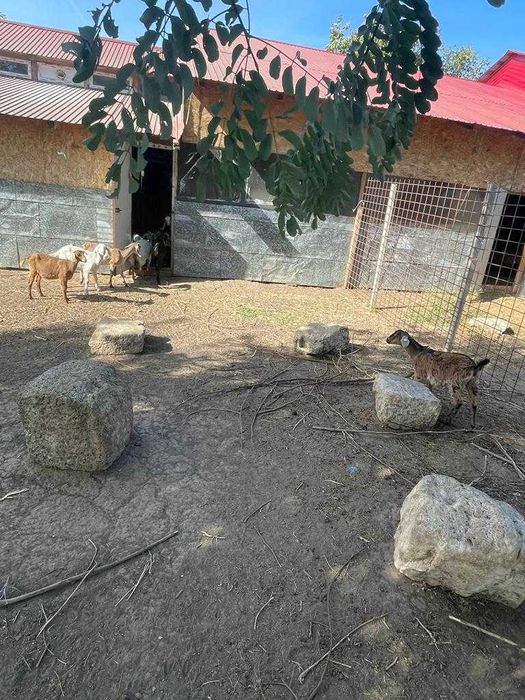 Vand capre boier/iedute/capre anglo-nubiene/metis si carpatin/iedute ...