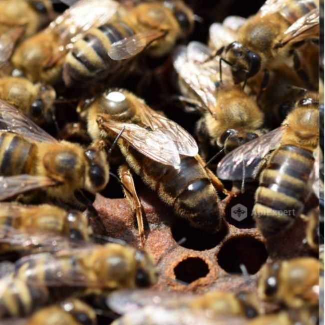 Vand matci/ regine, roiuri 2024 Visina • OLX.ro