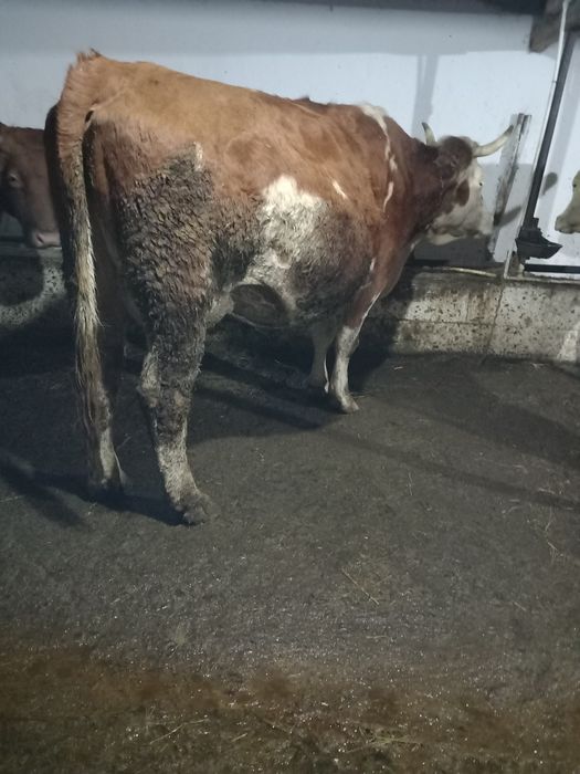 De vânzare doua vaci gestante Ghindaoani • OLX.ro