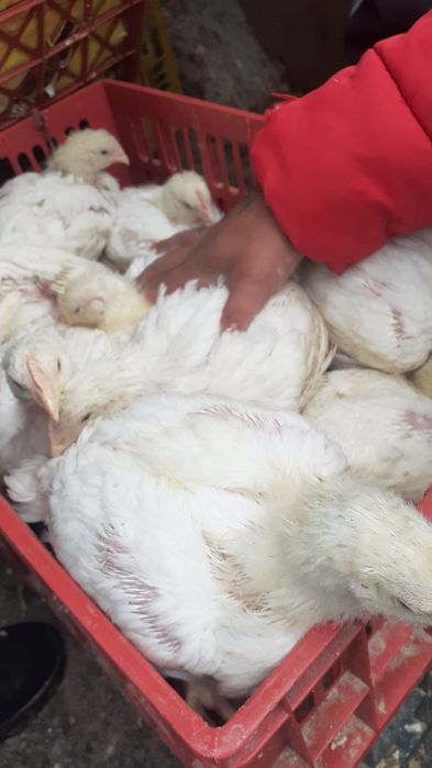 Pui albi de carne și rasa mixtă Turnu Magurele • OLX.ro