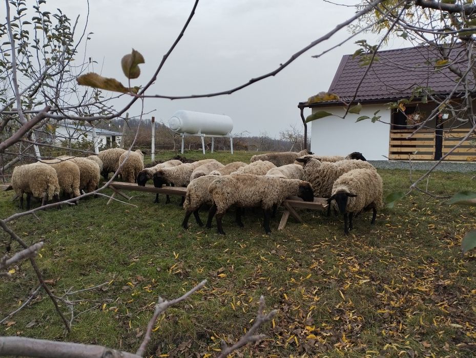 Vând oi de carne rasa Sufolk Sarmasag • OLX.ro