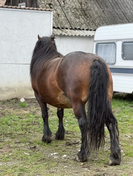 Iapa murga romaneasca Cazasu • OLX.ro