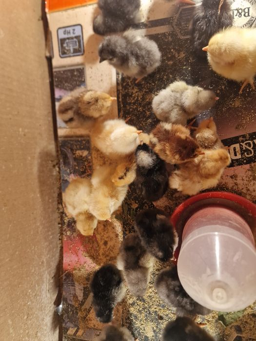 Pui de gaina romaneasca Galmeia • OLX.ro