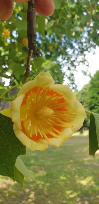 + 25 semințe tulipan, arbore de lalea (liriodendron tulipifera) Nou ...