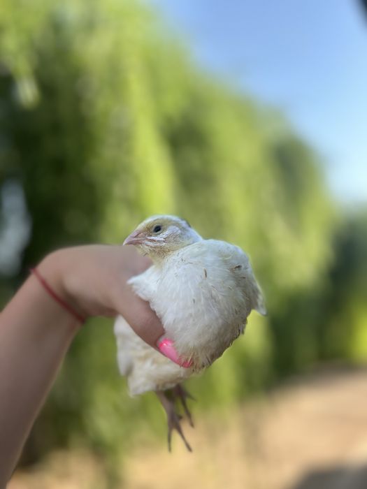 Vand prepelite de doferite varste Cismele • OLX.ro