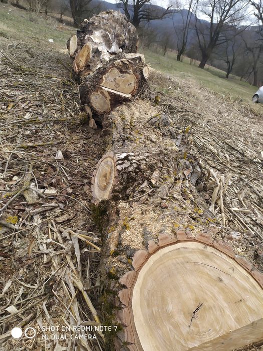 Plop foc scandura !! Galgau • OLX.ro