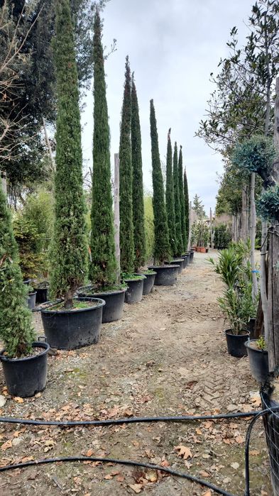 Chiparos italian Giurgiu • OLX.ro