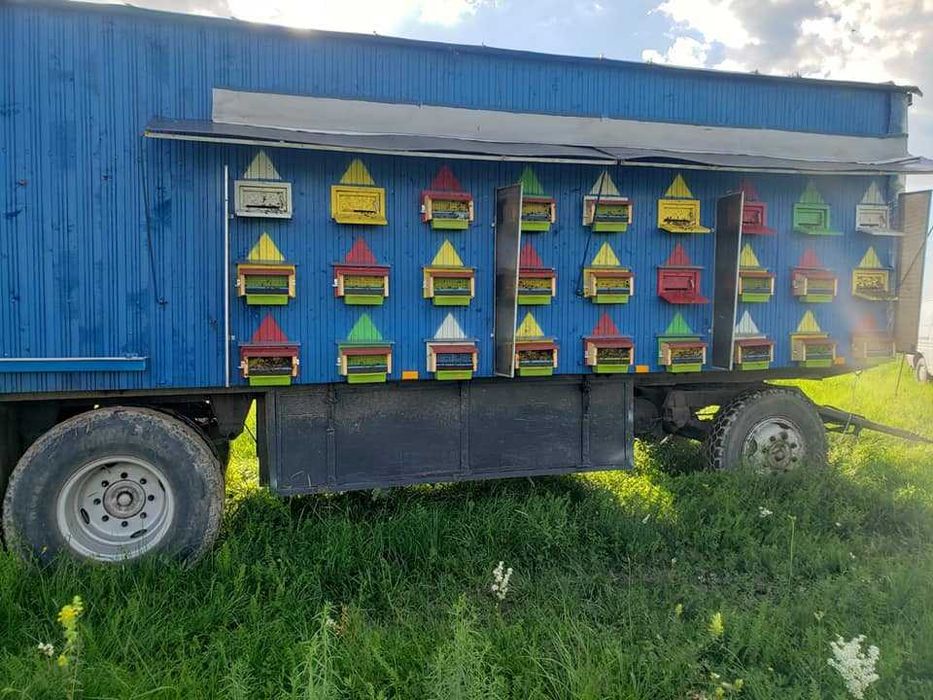 Pavilion apicol ,pat cald . lazi incluse Recea • OLX.ro