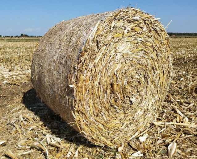 Baloti de coceni Carbesti • OLX.ro