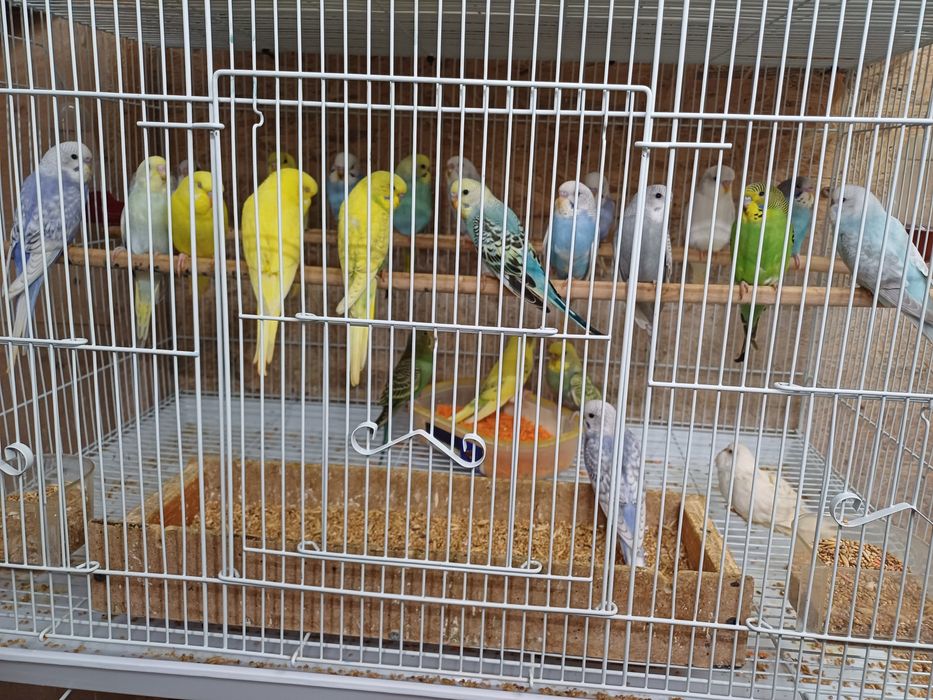 Papagalii Perusii Puisorii Blanzii.. Braila • OLX.ro