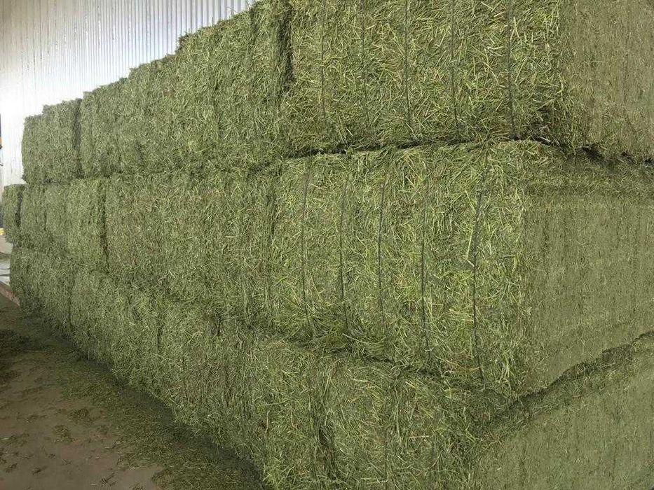 Baloti de lucerna premium, deshidratata, fara boli, praf, impuritati ...