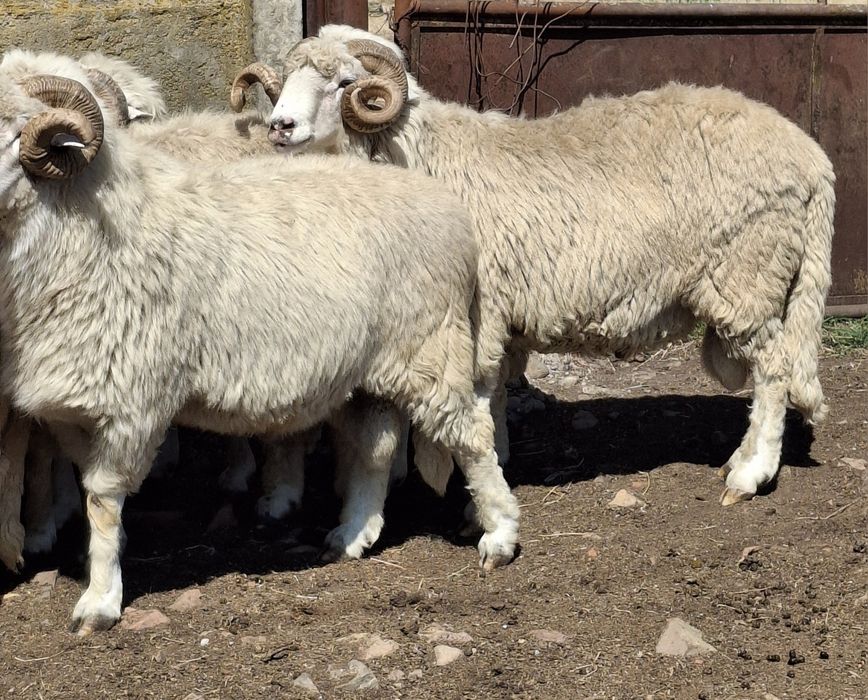 Vând berbeci băli Carpinis • OLX.ro