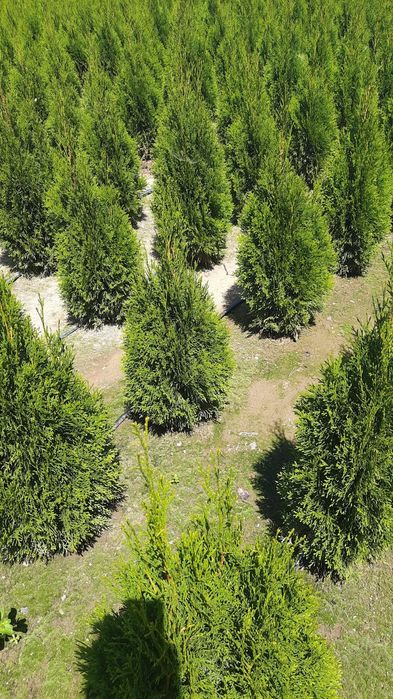 Tuia Smaragd Occidentalis Plante Pomi Flori Bucuresti Sectorul 6 • OLX.ro
