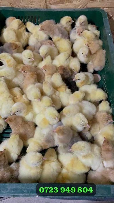 Pui gaini de rasa Australorp Sussex HD Brahma Araucana Marans Jersey ...