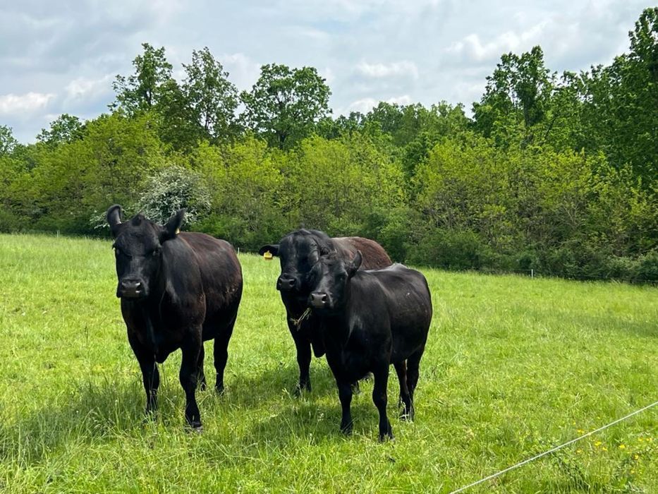 Vand Vaci Angus Cu Vitei sau schimb cu tauri mari Baia Mare • OLX.ro