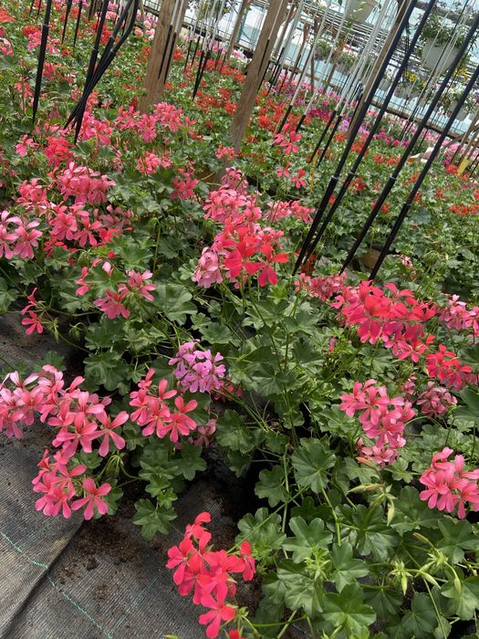 Muscate curgatoare tiroleze -rosii, mov, roz, ticlam Sibiu • OLX.ro