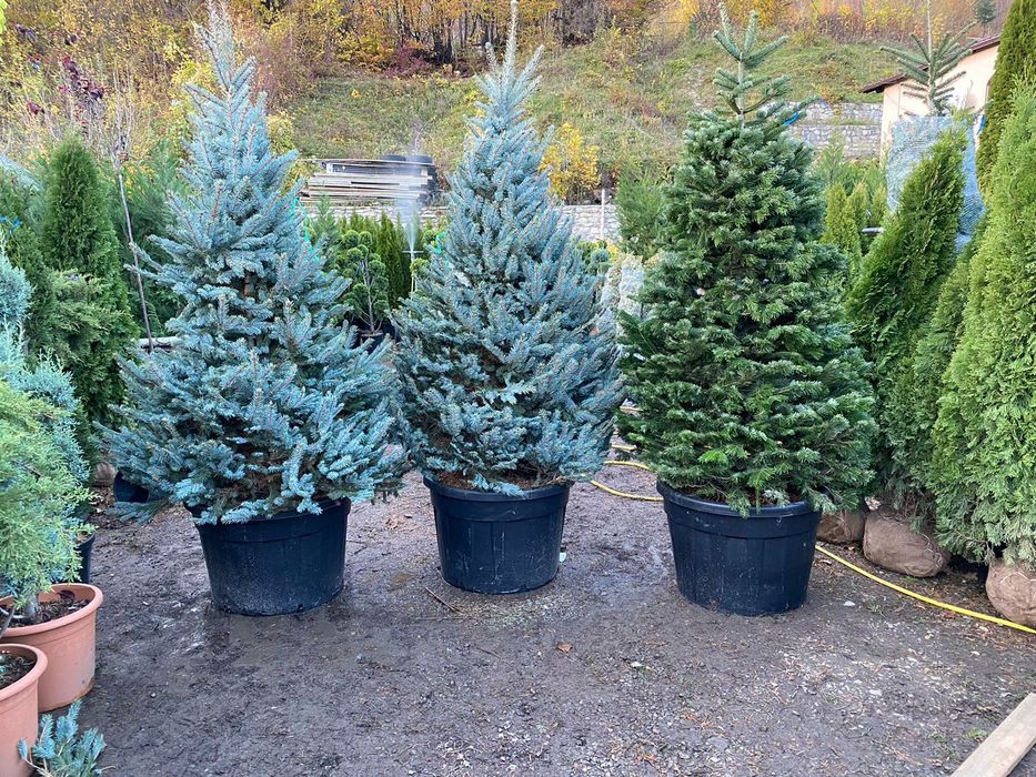 Plante ornamentale BLACK FRIDAY 40% tuia, copaci, brazi, magnolia ...